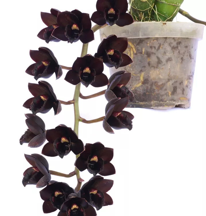 Fredclarkeara After Dark 'SVO Black Pearl' - 1A Garten Ammer