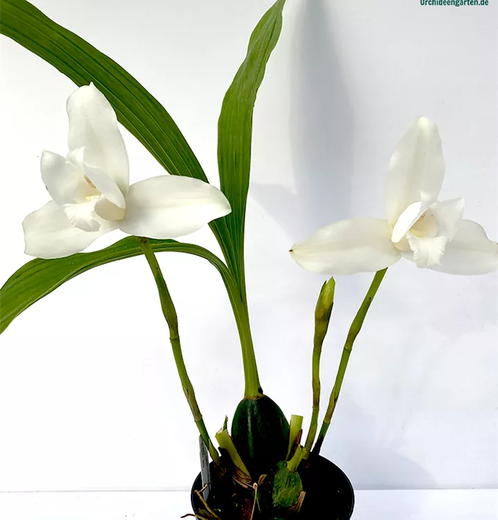 Lycaste skinneri alba - 1A Garten Ammer