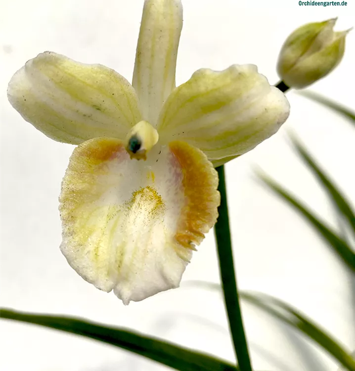 Phaius schlechteri x pulcher alba - 1A Garten Ammer