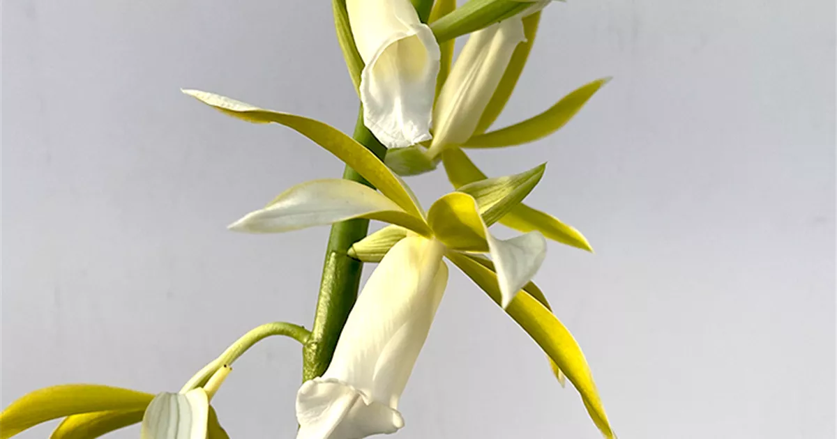 Phaius tankervillae alba - 1A Garten Ammer