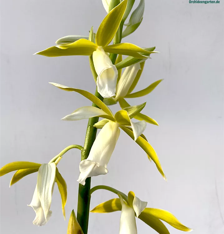Phaius tankervillae alba - 1A Garten Ammer