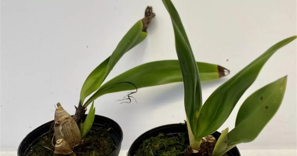 Cryptochilus sanguinea - 1A Garten Ammer