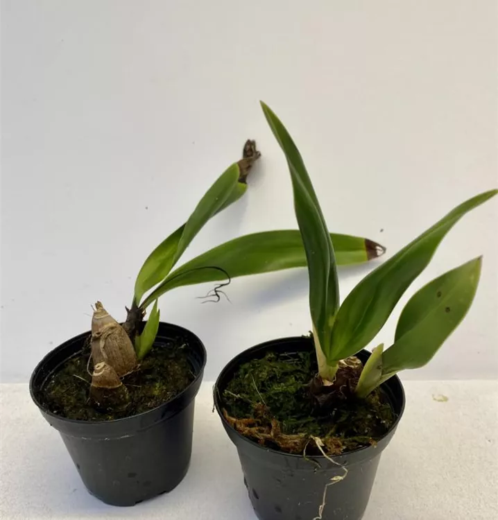 Cryptochilus sanguinea - 1A Garten Ammer