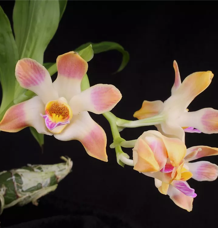 Chysis limminghei - 1A Garten Ammer