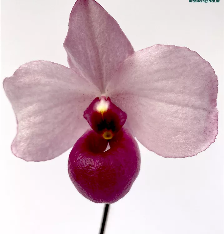Paphiopedilum delenatii vinicolor - 1A Garten Ammer