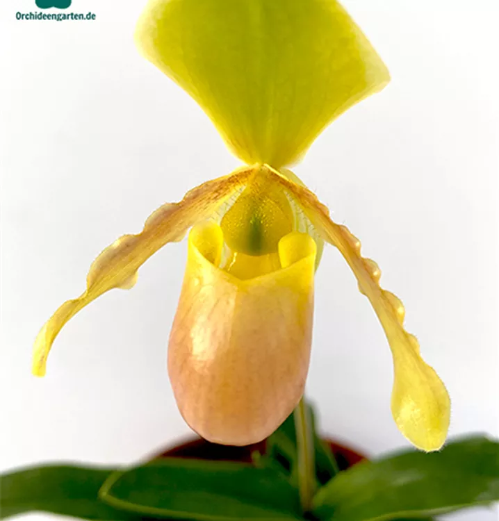 Paphiopedilum helenae Hybride - 1A Garten Ammer