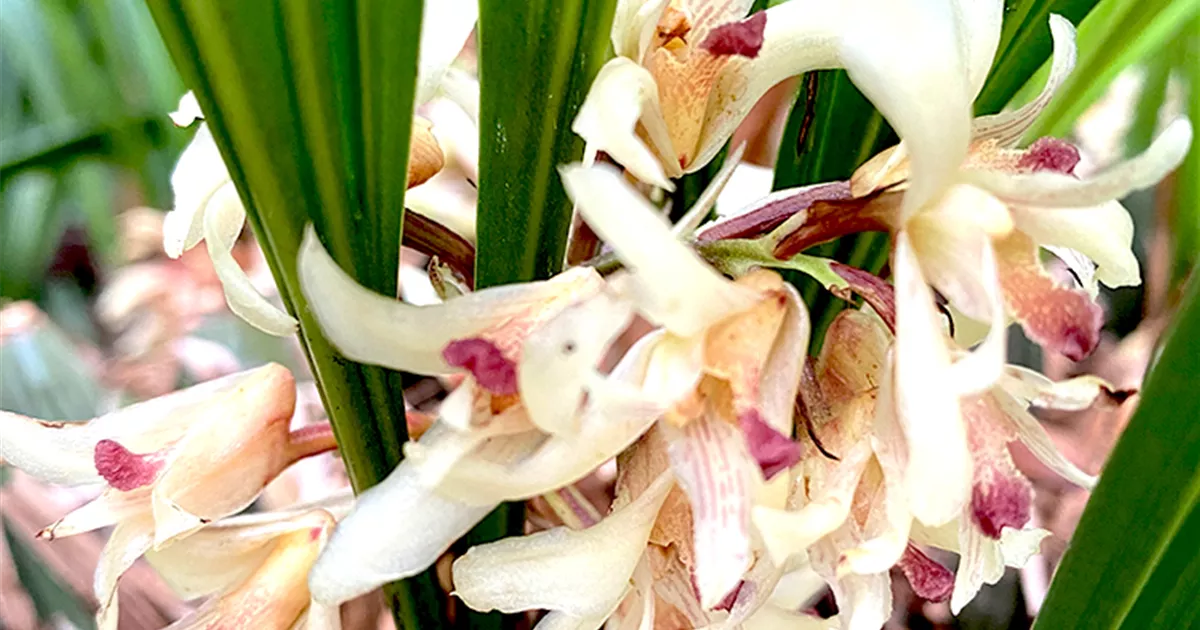 Xylobium species - 1A Garten Ammer