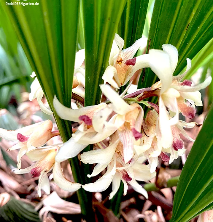Xylobium species - 1A Garten Ammer