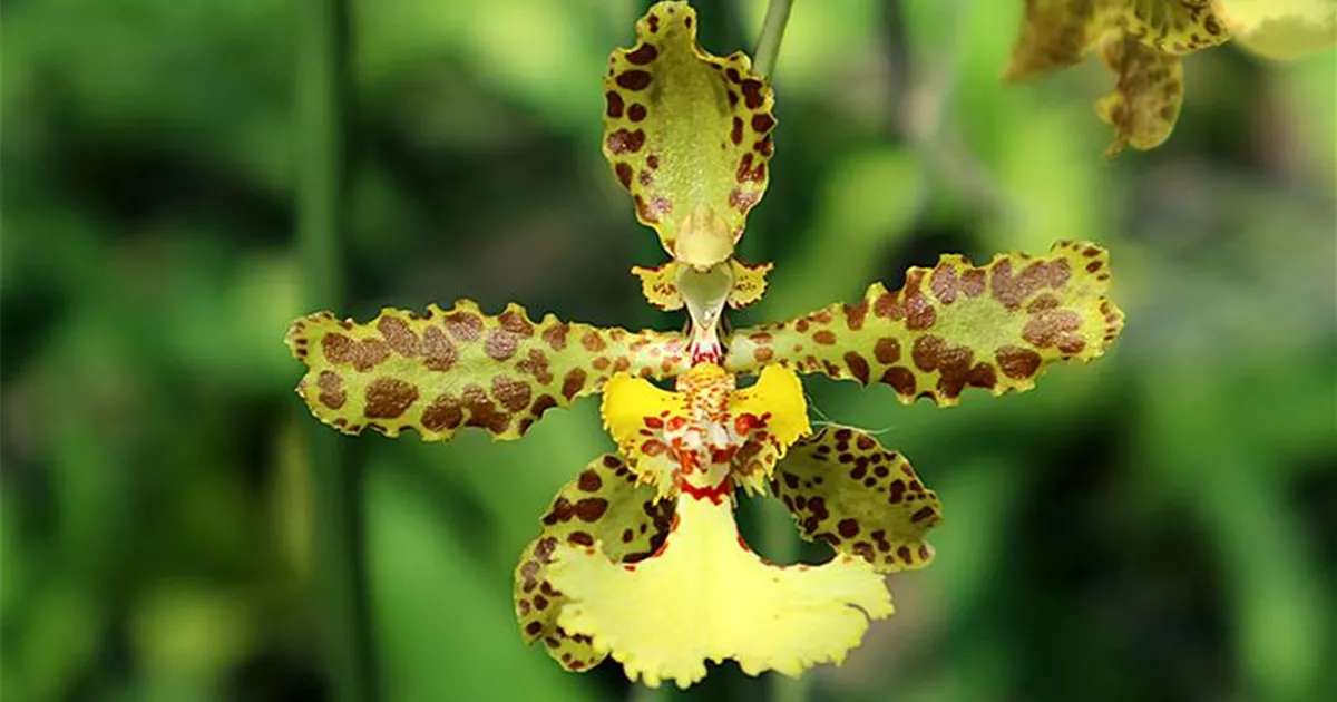 Oncidium (Trichocentrum) jonesianum x stacyi - 1A Garten Ammer