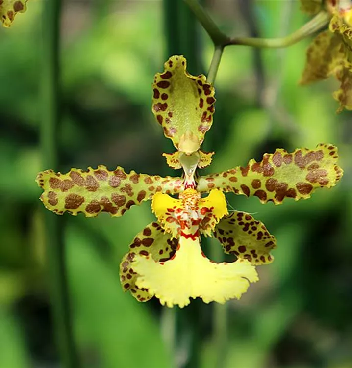 Oncidium (Trichocentrum) jonesianum x stacyi - 1A Garten Ammer