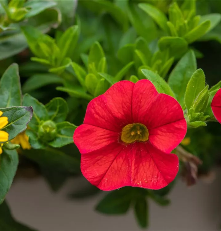 Calibrachoa 'Aloha Kona Dark Red', Zauberglöckchen 'Aloha Kona Dark Red ...