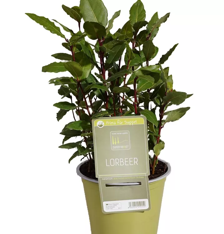 Laurus nobilis, Lorbeerbaum, Kräuter Online und vor Ort kaufen - 1A ...