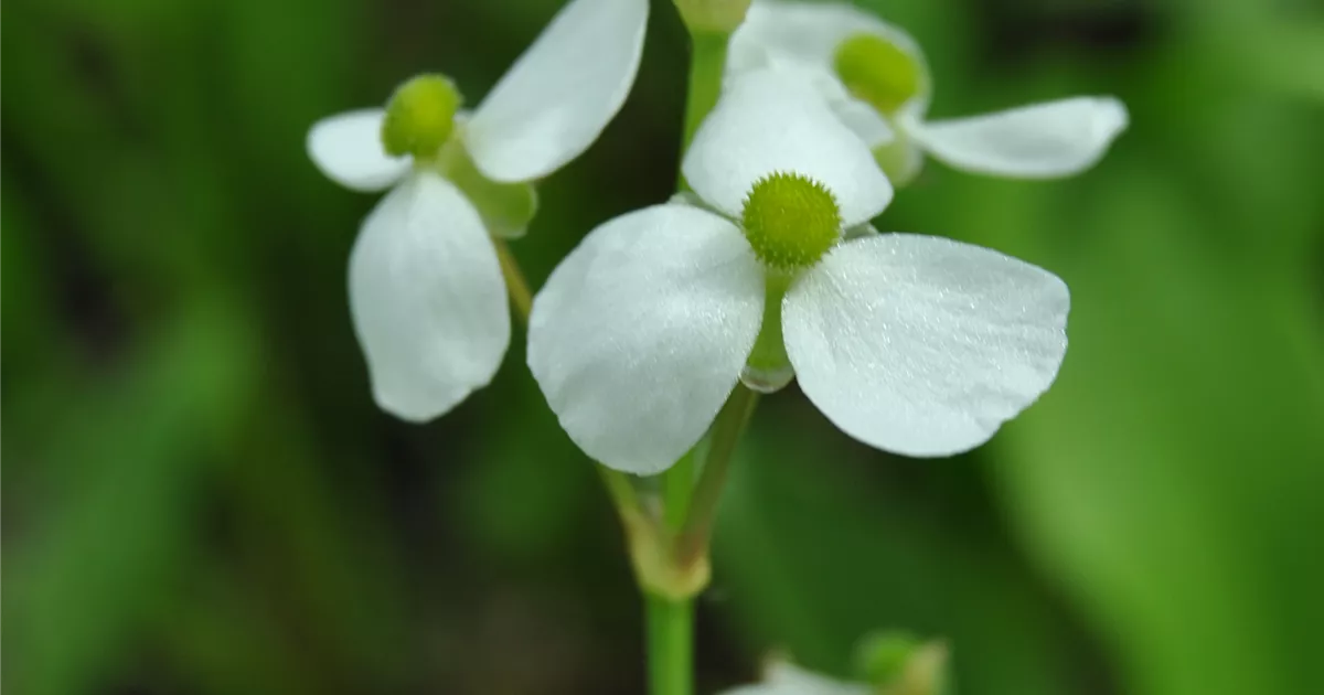 Alisma parviflora, Rundblättriger Froschlöffel, Wasserpflanzen Online ...