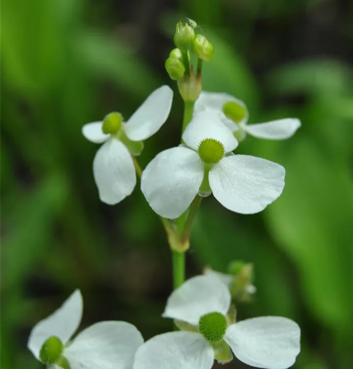 Alisma parviflora, Rundblättriger Froschlöffel, Wasserpflanzen Online ...