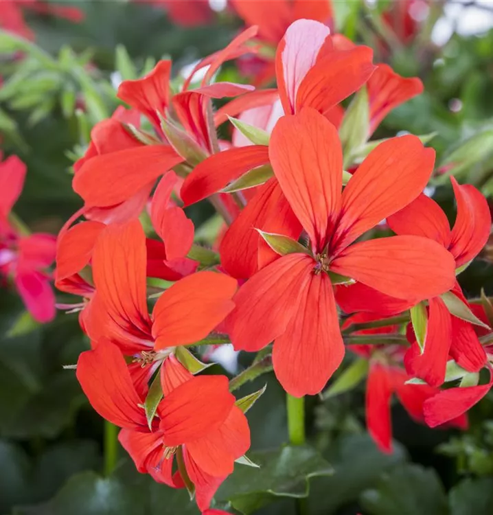 Pelargonium peltatum 'Balcon Red', Hängegeranie 'Balcon Red', Pflanzen ...