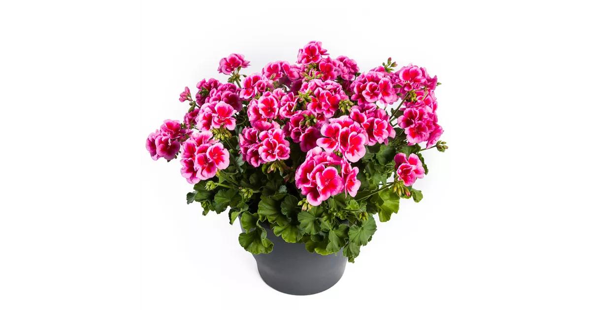 Pelargonium 'Calliope® Rose Splash', Hybrid-Pelargonie 'Calliope® Rose ...