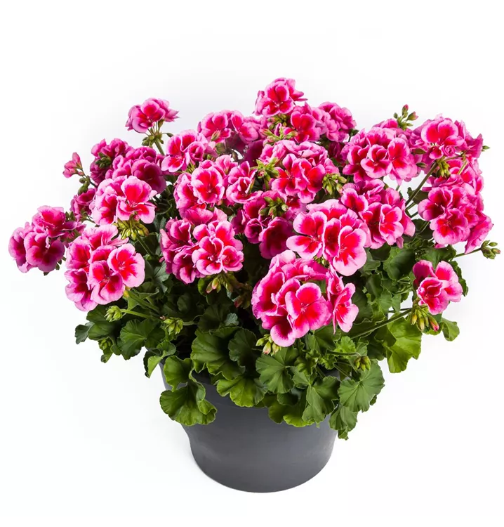 Pelargonium 'Calliope® Rose Splash', Hybrid-Pelargonie 'Calliope® Rose ...