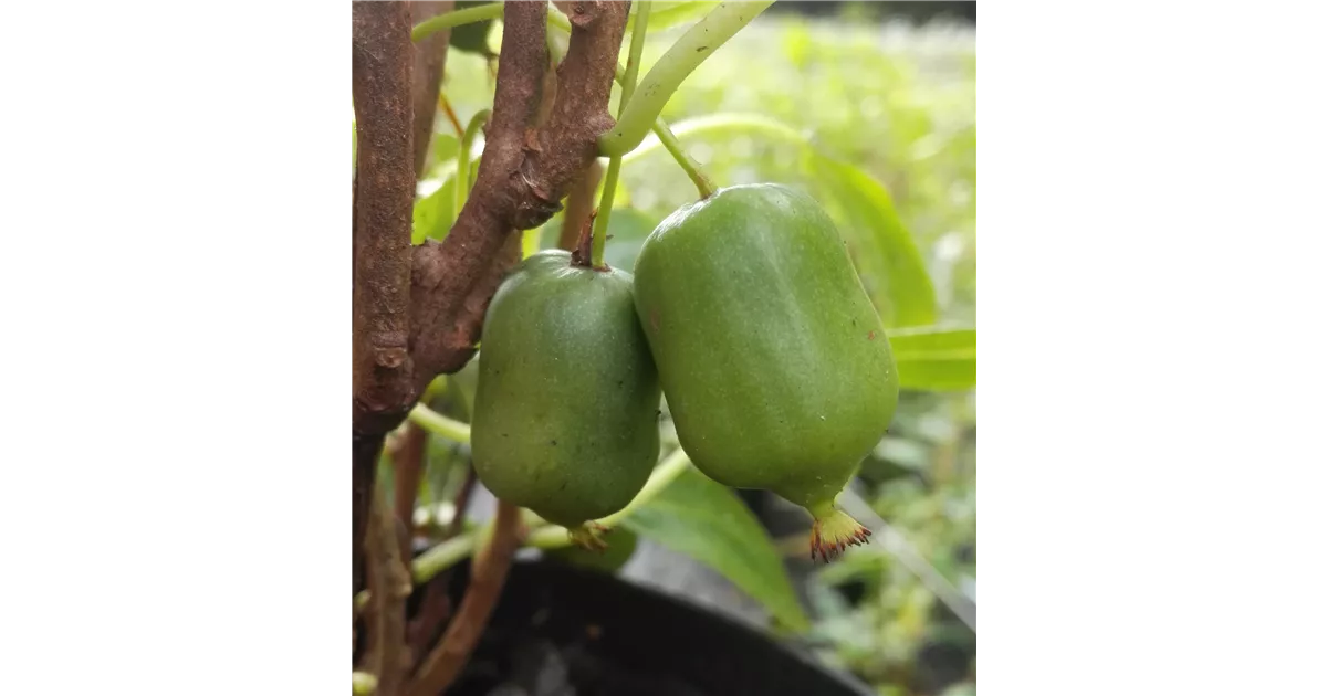 Kiwi 'Super Issai', Actinidia arguta 'Issai' - 1A Garten Ammer