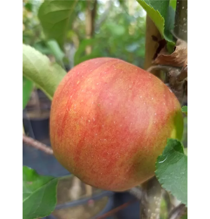 Apfel 'Rubinette Rosso'®, Malus domestica 'Rubinette Rosso'® - 1A ...