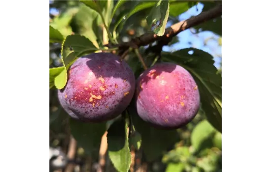 Pflaume 'President', Prunus domestica 'President' - 1A Garten Ammer