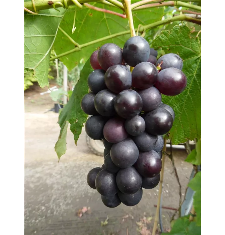 Weinrebe 'Venus', Vitis vinifera 'Venus' - 1A Garten Ammer