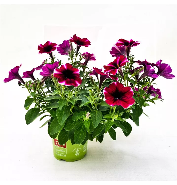 Petunia 'Bonnie Magenta Star', Petunie 'Bonnie Magenta Star', Pflanzen ...