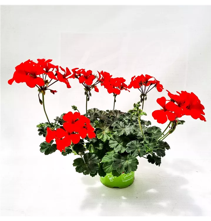 Pelargonium int. ´Calliope Landscape Orange´, Geranie Calliope ...