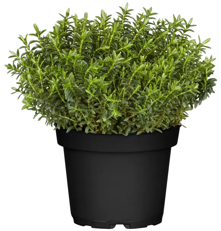 Hebe How To Plant And Grow Hebe