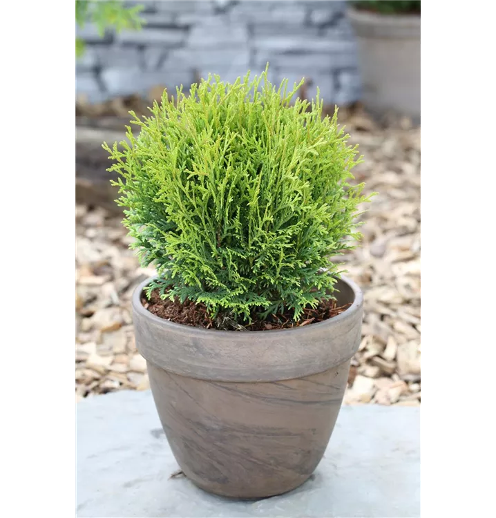 Thuja occidentalis 'Tiny Tim' - 1A Garten Ammer