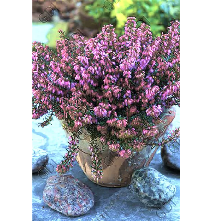 Schneeheide 'Wintersonne', Erica carnea 'Wintersonne' - 1A Garten Ammer