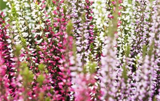 Calluna Vulgaris Trio Girls® Winterharte Knospenheide Trio Girls