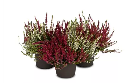 Calluna vulgaris Twingirls®, Winterharte Knospenheide zweifarbig - 1A ...