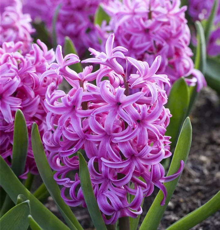 Hyazinthe 'Pink Pearl' - 5 Blumenzwiebeln, Hyacinthus orientalis 'Pink Pearl' - 1A Garten Ammer