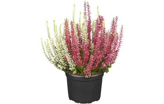 Calluna vulgaris Trio-Girls®, Winterharte Knospenheide Trio-Girls ...