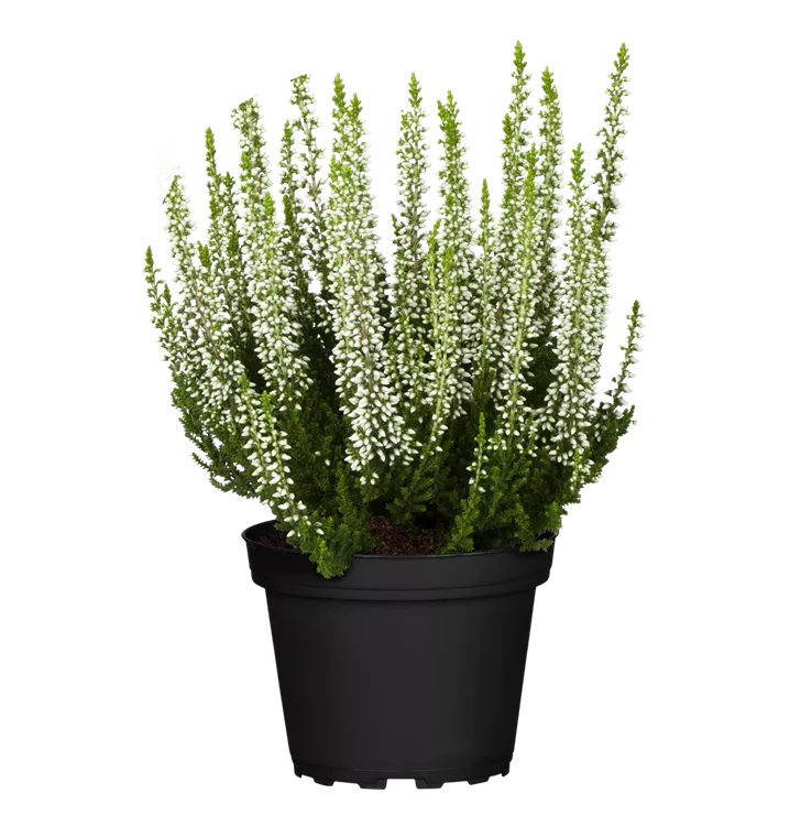 Calluna vulgaris, weiß, Besenheide, Pflanzen Online und vor Ort kaufen ...