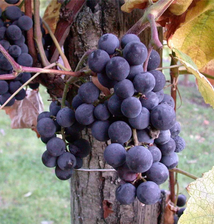 Vitis vinifera 'Venus', Weintraube 'Venus', Obststräucher Online und ...