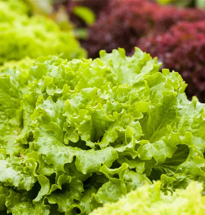 Lactuca sativa var. capitata 'Batavia grün', Batavia-Salat, grün ...