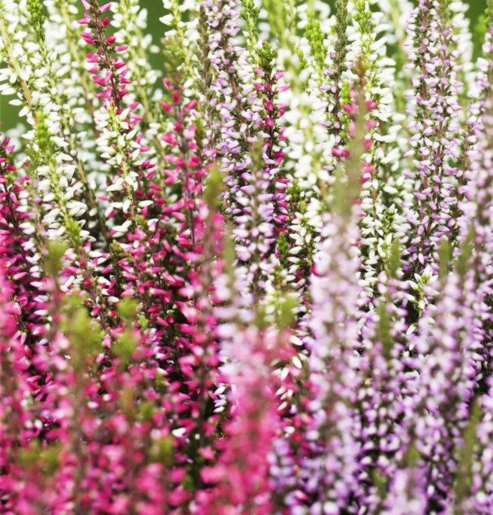 Calluna vulgaris Trio-Girls®, Winterharte Knospenheide Trio-Girls ...