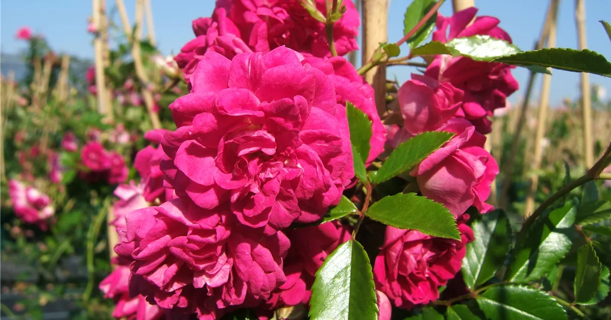 Kletterrose 'Super Excelsa'®, Rosa 'Super Excelsa'® - 1A Garten Ammer