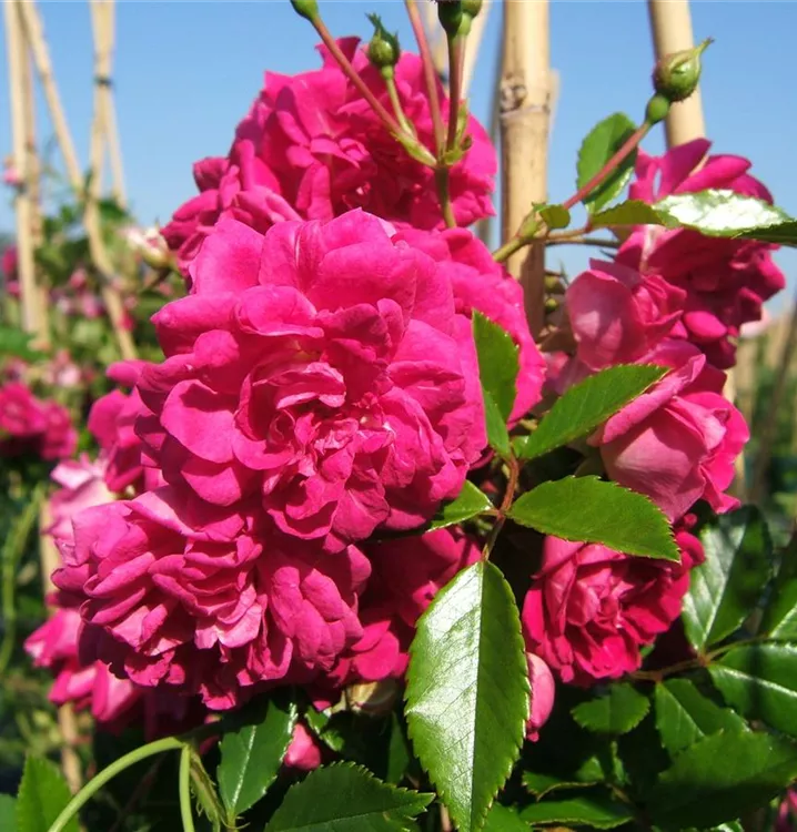Kletterrose 'Super Excelsa'®, Rosa 'Super Excelsa'® - 1A Garten Ammer