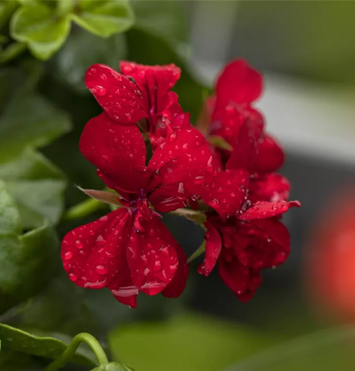Pelargonium peltatum 'Royal® @Red', Hängegeranie 'Royal® @Red' - 1A ...