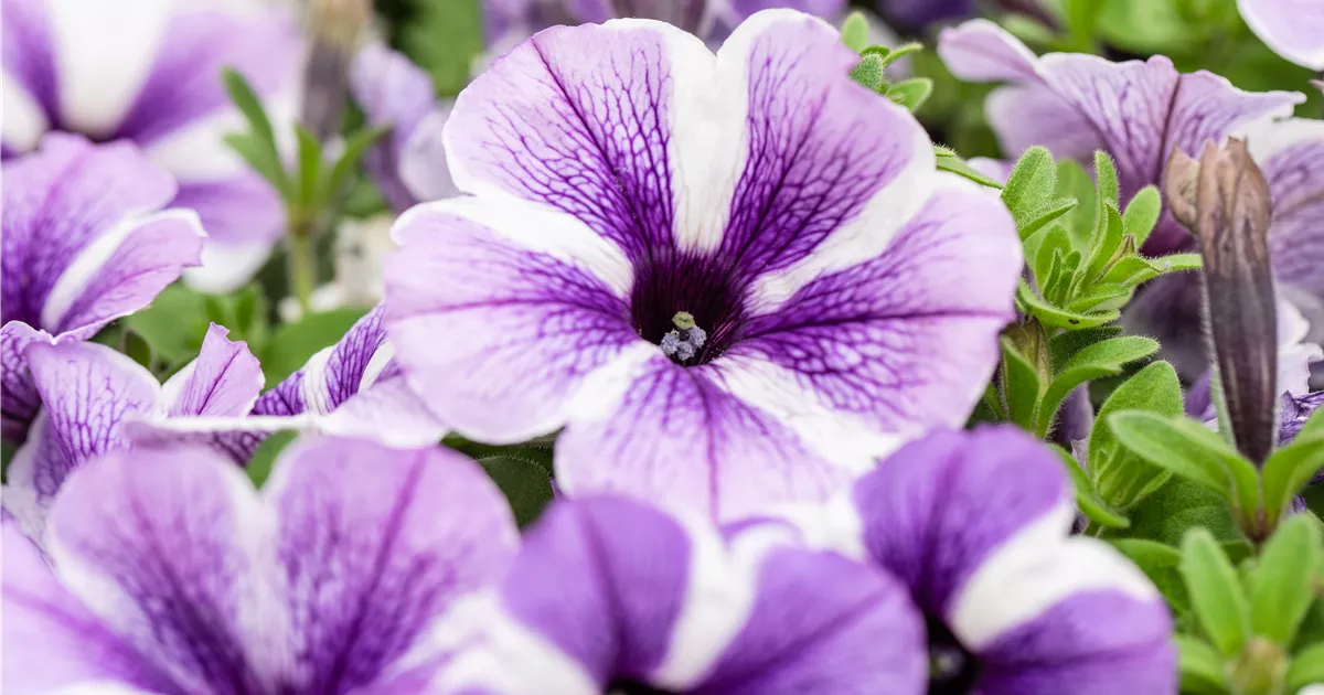 Petunia 'Sweetunia Starfish', Petunie 'Sweetunia Starfish', Pflanzen ...