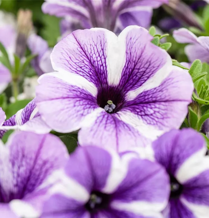 Petunia 'Sweetunia Starfish', Petunie 'Sweetunia Starfish', Pflanzen ...