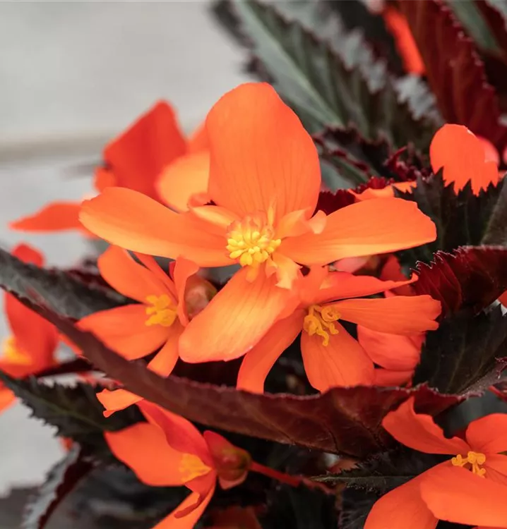 Begonia I´CONIA Upright 'Fire', Begonie I´CONIA Upright 'Fire ...