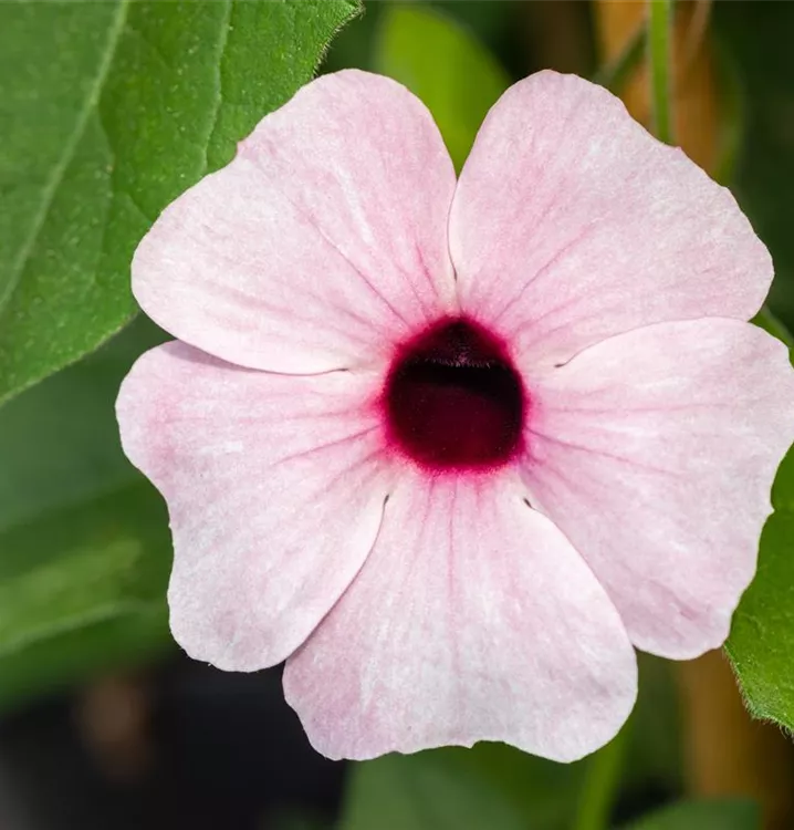 Thunbergia alata, rosa, Schwarzäugige Susanne, Pflanzen Online und vor ...