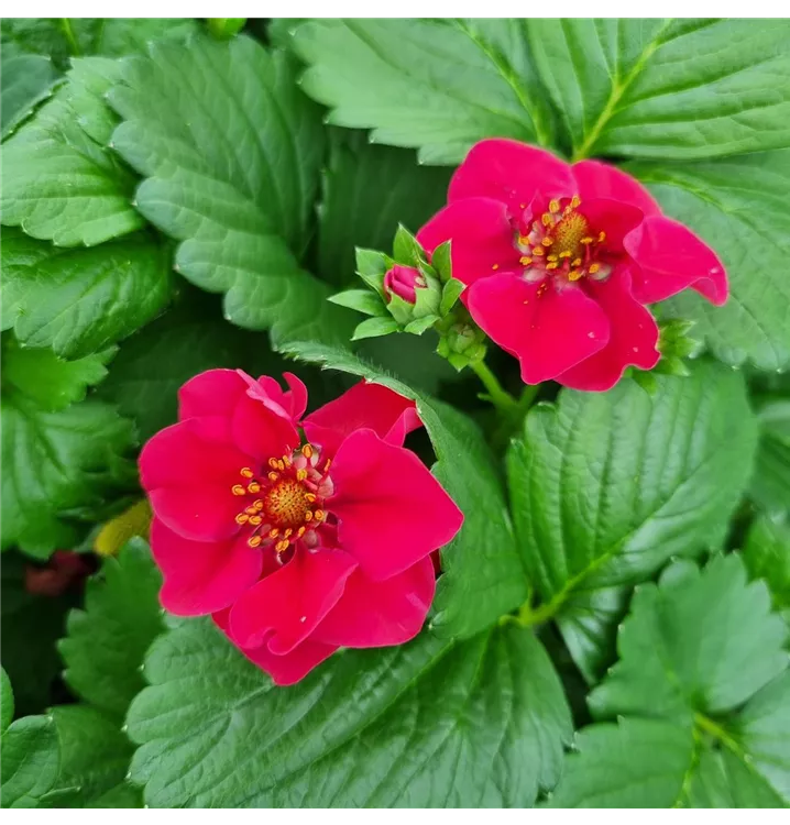 Fragaria x ananassa 'Summer Breeze Rose', Erdbeere 'Summer Breeze Rose ...