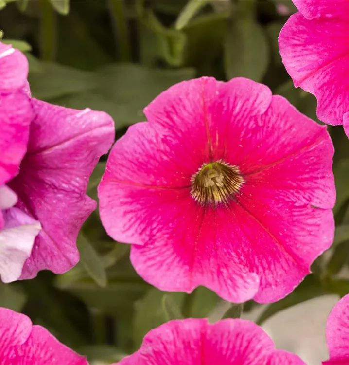 Petunia SURFINIA™ 'Hot Pink 05', Petunie SURFINIA™ 'Hot Pink 05' - 1A ...