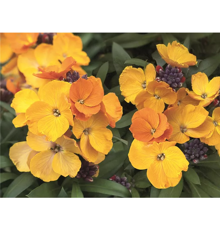 Erysimum cheiri RYSI™ 'Copper', Garten-Goldlack RYSI™ 'Copper' - 1A ...