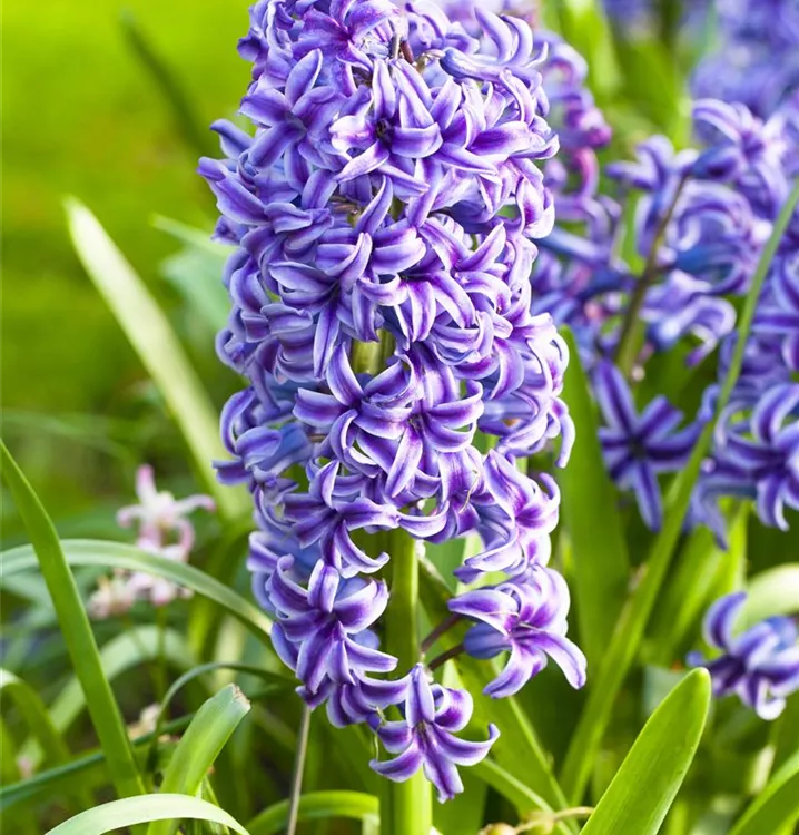 5 Blumenzwiebel - Hyacinthus orientalis 'Blue Jacket', Hyazinthe 'Blue ...