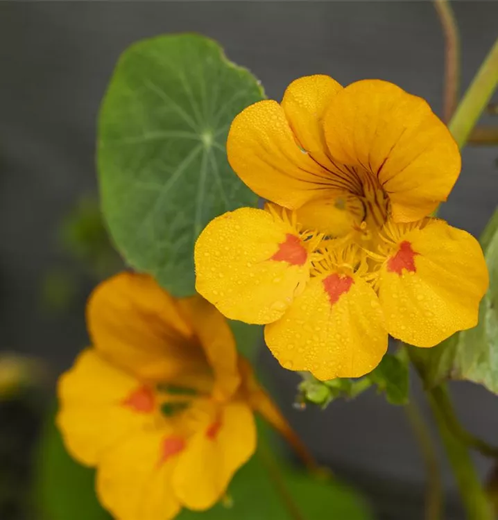 Kapuzinerkresse 'Tip-Top Gold', Tropaeolum minus 'Tip-Top Gold' - 1A ...
